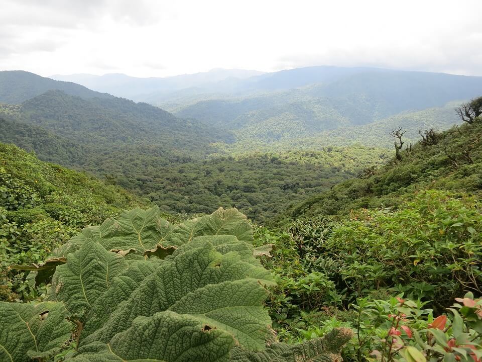 The Monteverde Cloud Forest Reserve: A Tropical Wonderland | LAC Geo