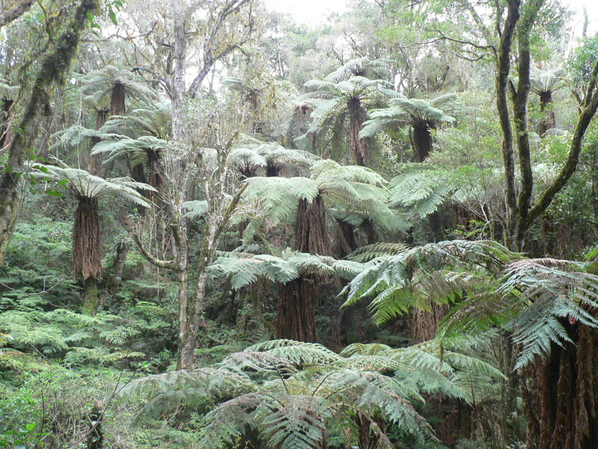 Amboró National Park: A Biodiversity Haven in Bolivia | LAC Geo