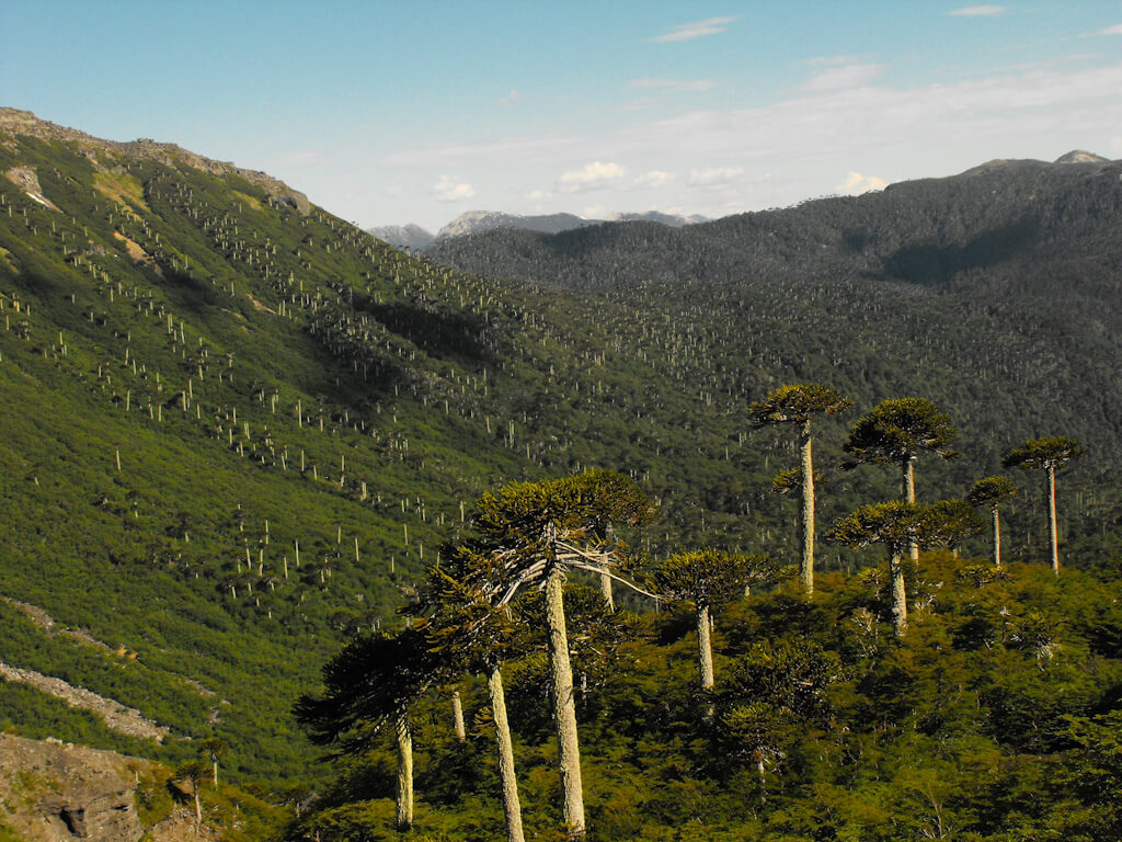 Conguillío National Park & Araucarias Biosphere Reserve: A Volcanic ...