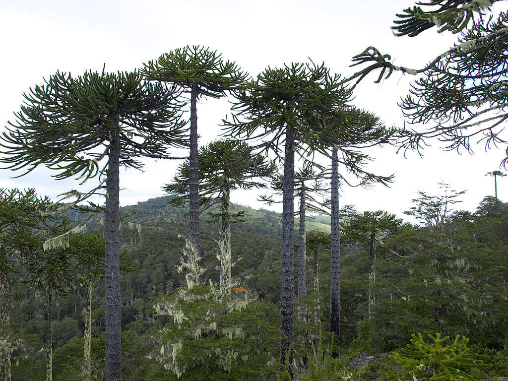 The Andean Patagonian Forest: A Haven of Biodiversity | LAC Geo