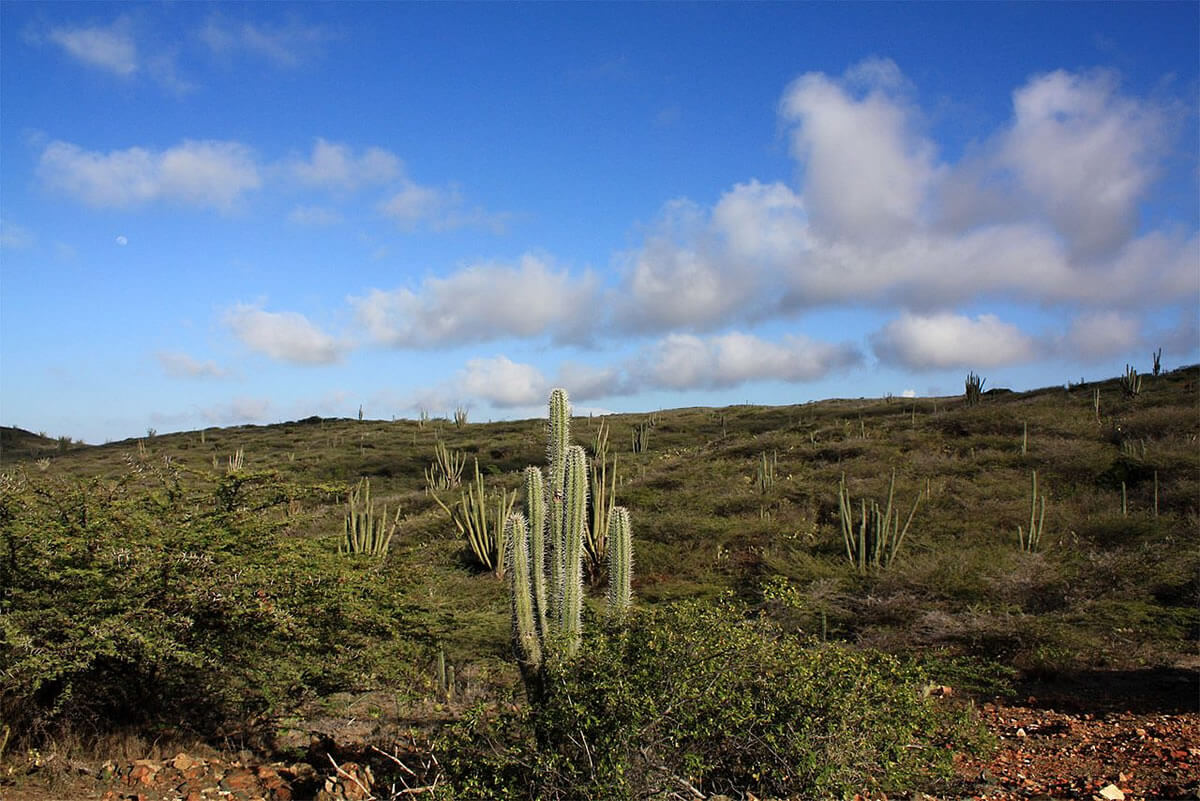 Arikok National Park: Aruba's Natural Treasure | LAC Geo