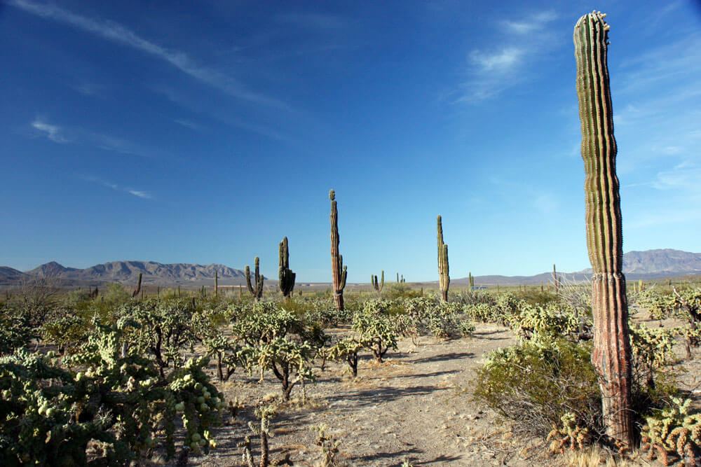 Baja California Desert: Peninsular Realm of Aridity | LAC Geo