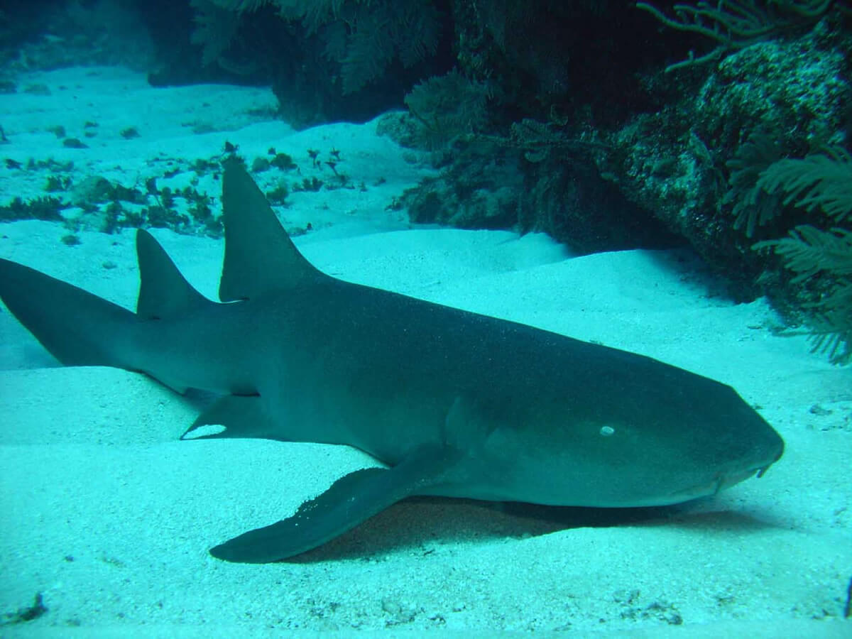 Banco Chinchorro Biosphere Reserve: A Jewel in the Yucatán's Crown ...