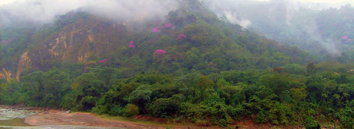 Amboró National Park: A Biodiversity Haven in Bolivia | LAC Geo