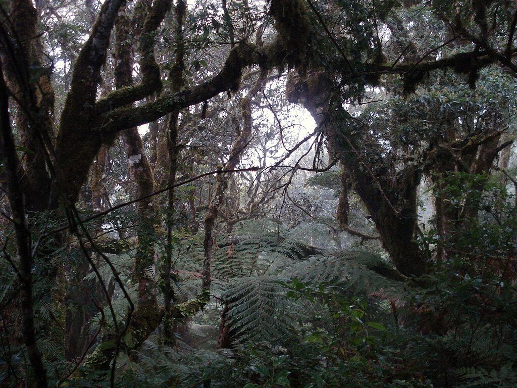 Amboró National Park: A Biodiversity Haven in Bolivia | LAC Geo