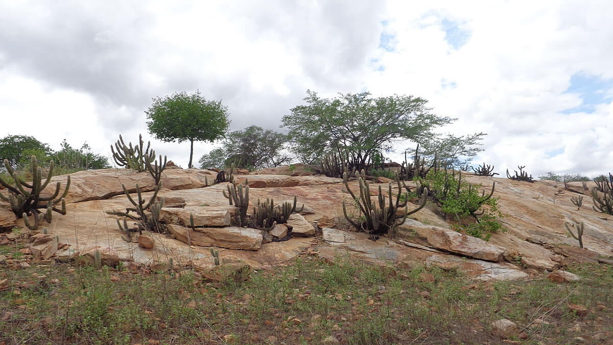 Caatinga Biosphere Reserve: Embracing the White Forest | LAC Geo