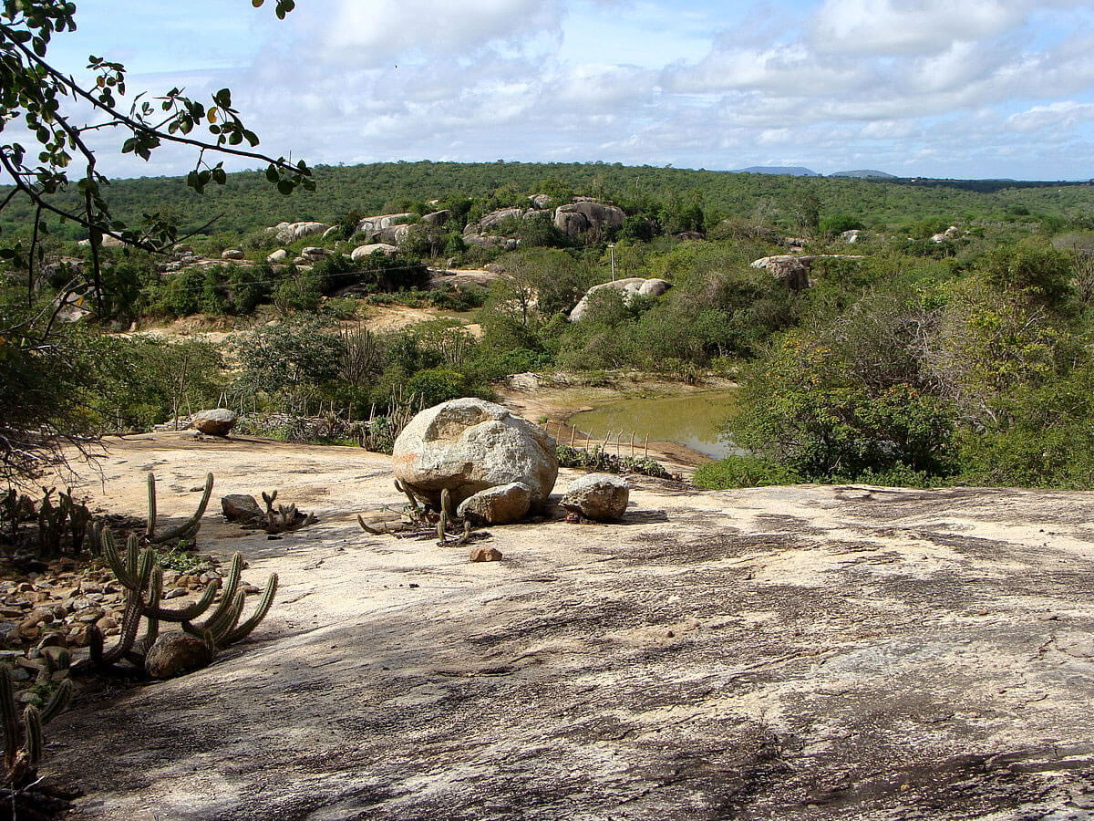 The Caatinga: South America's Vast Dry Forest | LAC Geo
