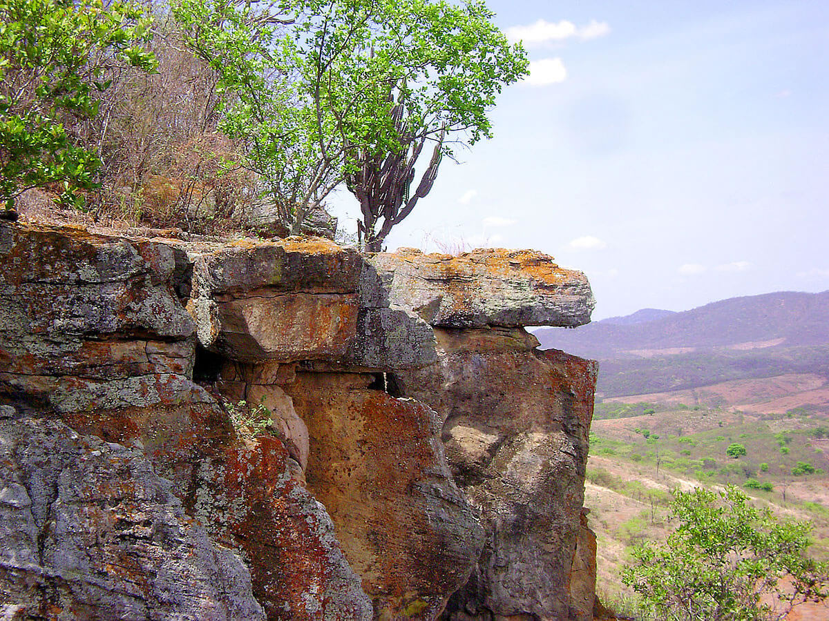 The Caatinga: South America's Vast Dry Forest | LAC Geo