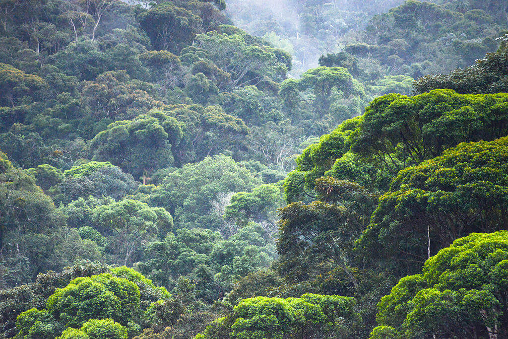 Central Atlantic Forest Ecological Corridor | LAC Geo