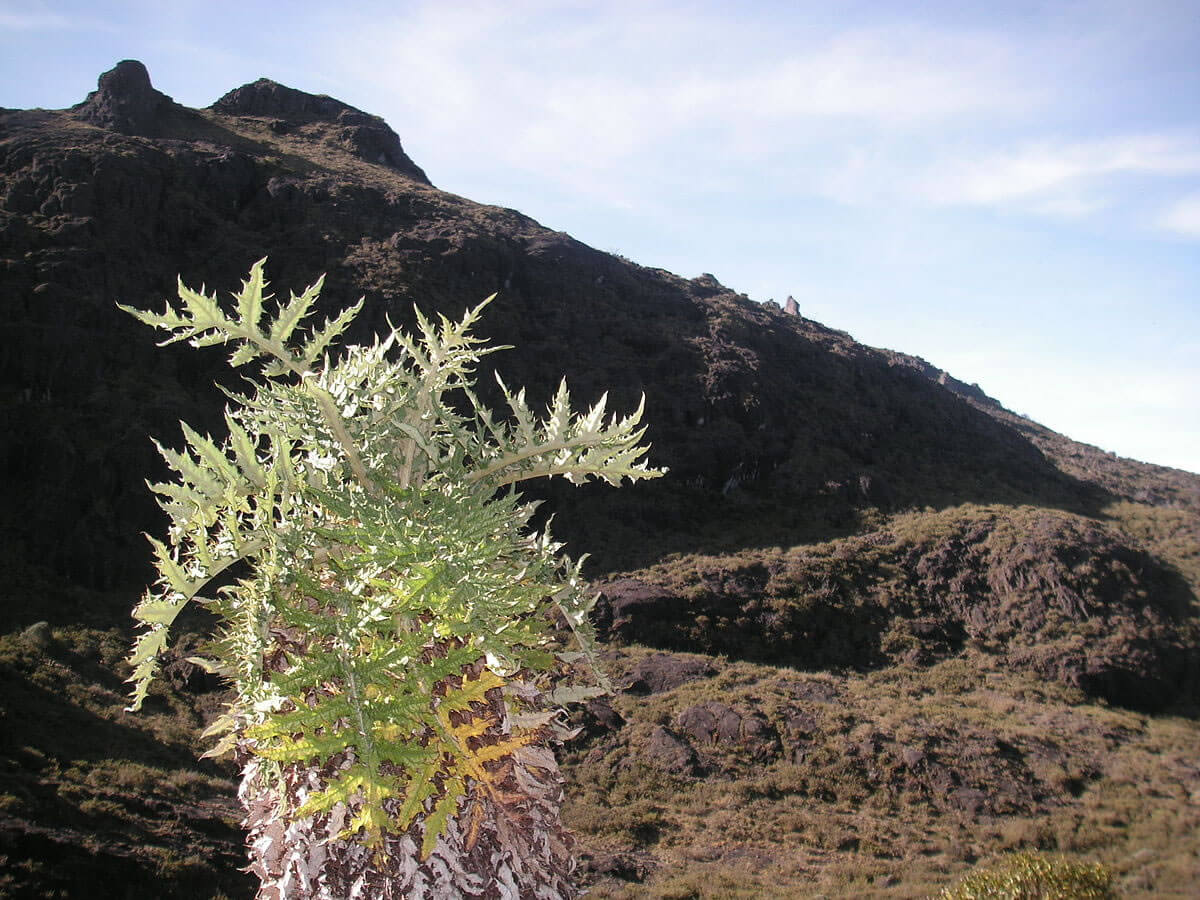 Mount Chirripó & Chirripó National Park: Costa Rica's Crowning Glories ...