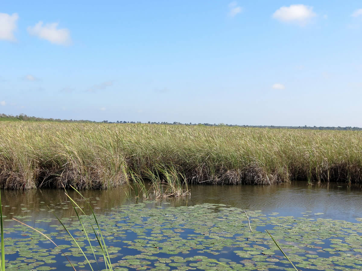 Ciénaga de Zapata: A Sanctuary of Biodiversity in Cuba | LAC Geo