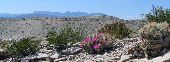 Mapimí Biosphere Reserve: A Desert Sanctuary in Northern Mexico | LAC Geo