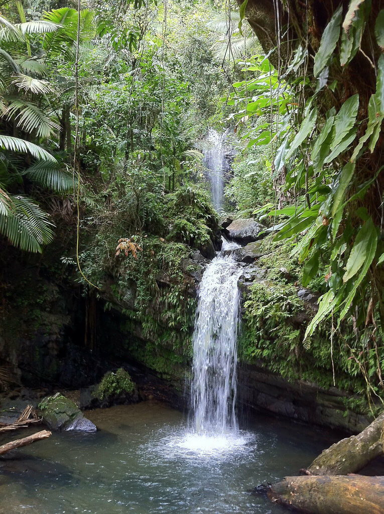 El Yunque: The Heart of Puerto Rico's Tropical Wilderness | LAC Geo