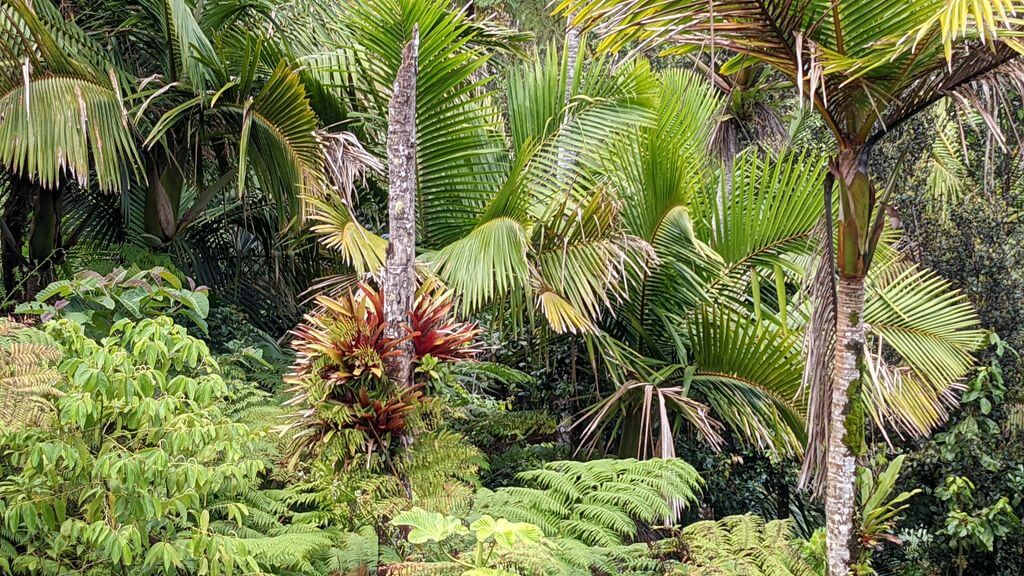 Puerto Rico's Ecoregions: A Tapestry of Life | LAC Geo