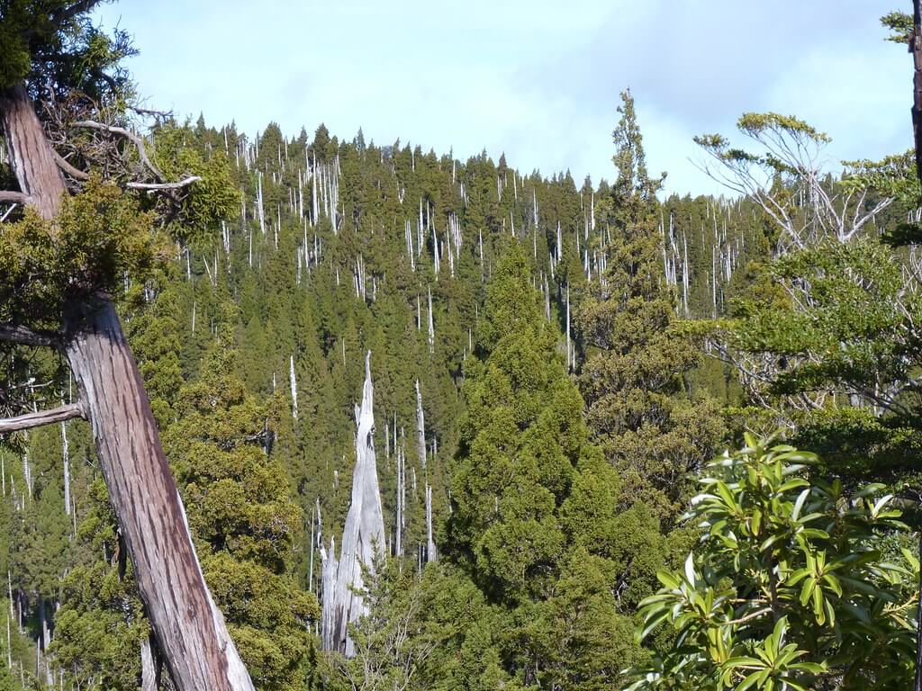 Alerce Costero National Park: Guardian of the Coastal Giants | LAC Geo