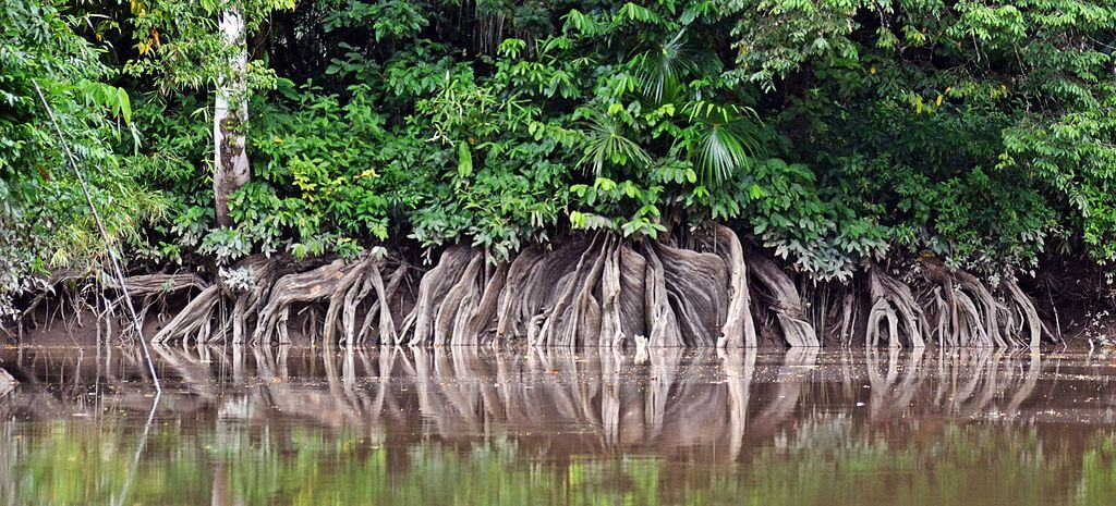 Várzea Forests: Seasonal Floodplain Ecoregions of the Amazon | LAC Geo