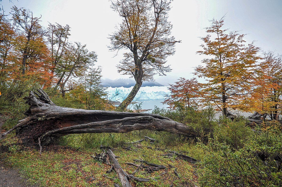 The Magellanic Subpolar Forests: A Tapestry of Life at the Edge of the ...