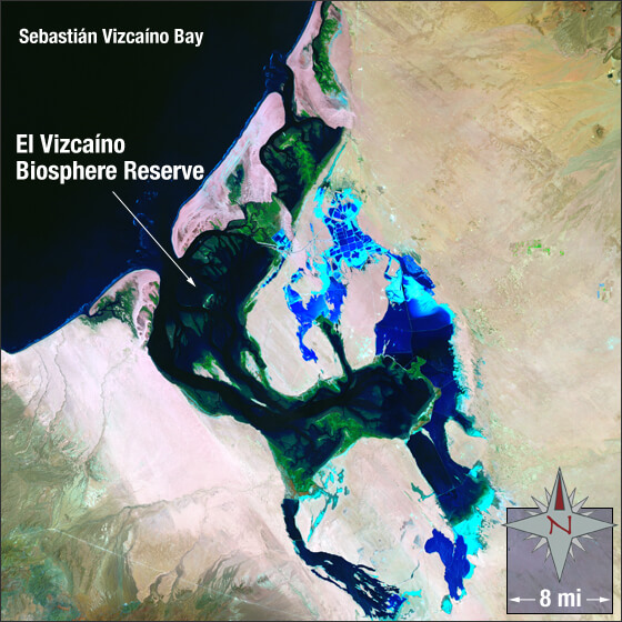 El Vizcaíno: A Sanctuary for Whales & Desert Wildlife | LAC Geo