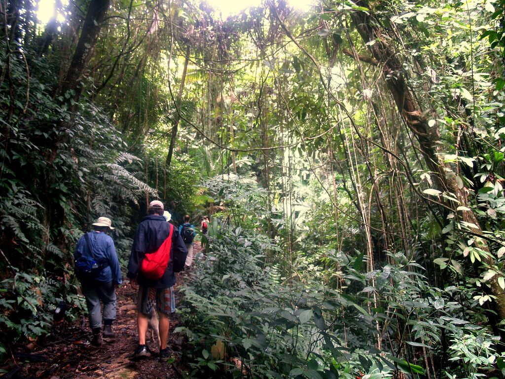 The Main Ridge Forest Reserve: Tobago's Natural Sanctuary | LAC Geo