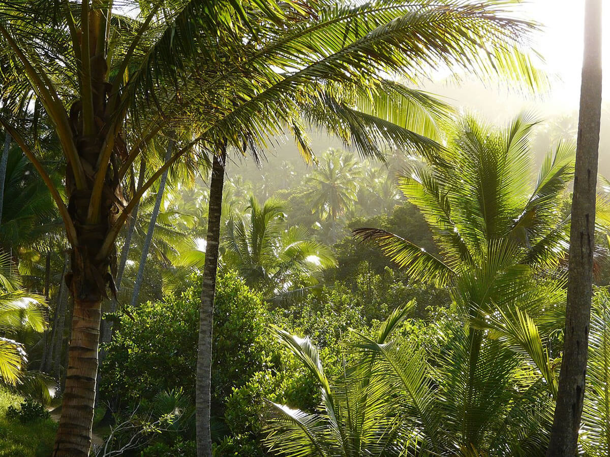 Mata Atlântica Biosphere Reserve: Brazil's Crown Jewel | LAC Geo