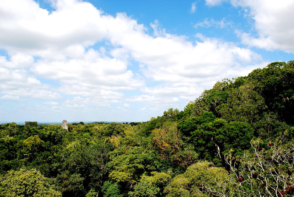 Maya Biosphere Reserve: Guatemala's Crown Jewel | LAC Ge