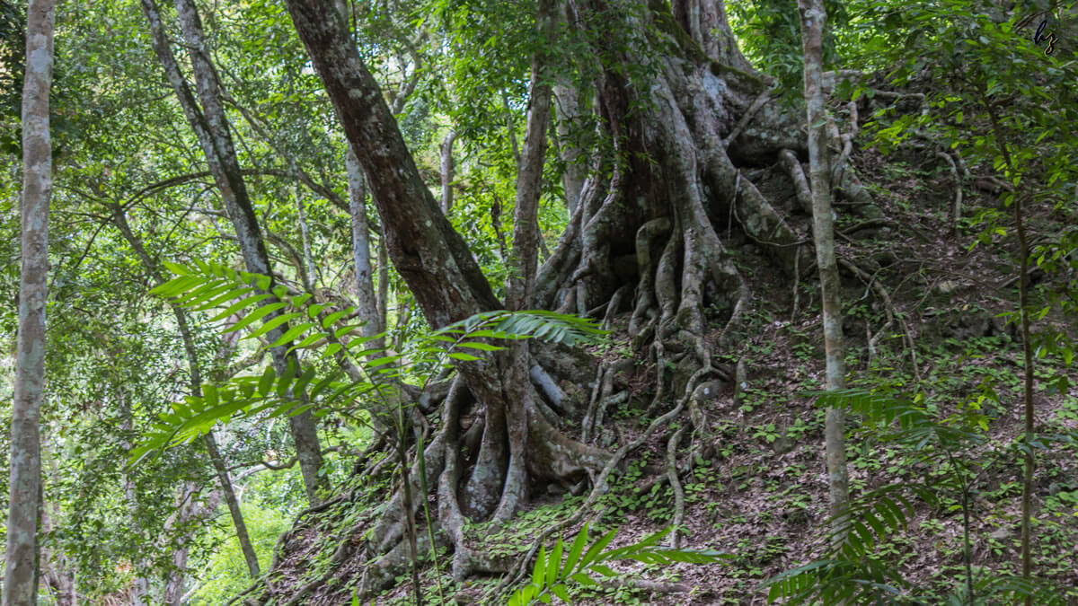Maya Biosphere Reserve: Guatemala's Crown Jewel | LAC Ge