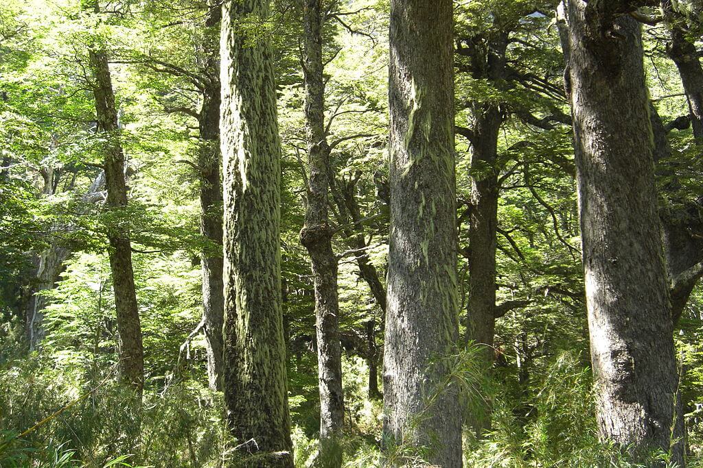 The Andean Patagonian Forest: A Haven of Biodiversity | LAC Geo