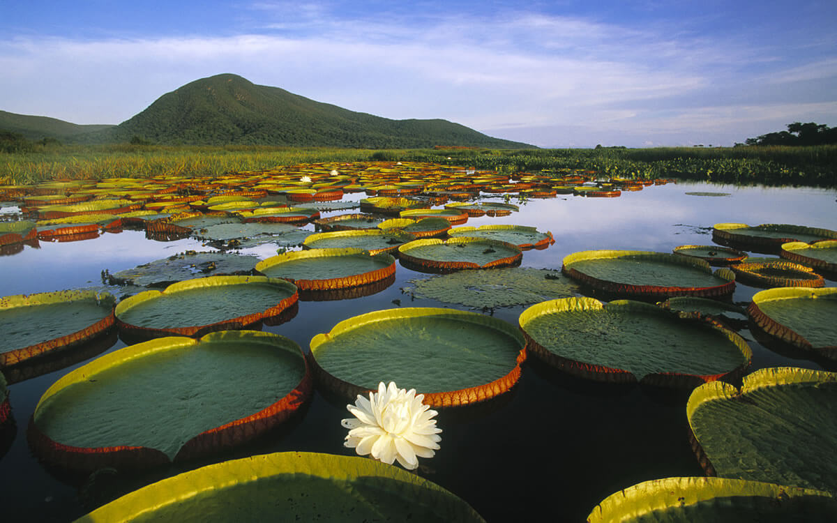 Pantanal Conservation Area: Sanctuary for Wildlife and Wetlands | LAC Geo