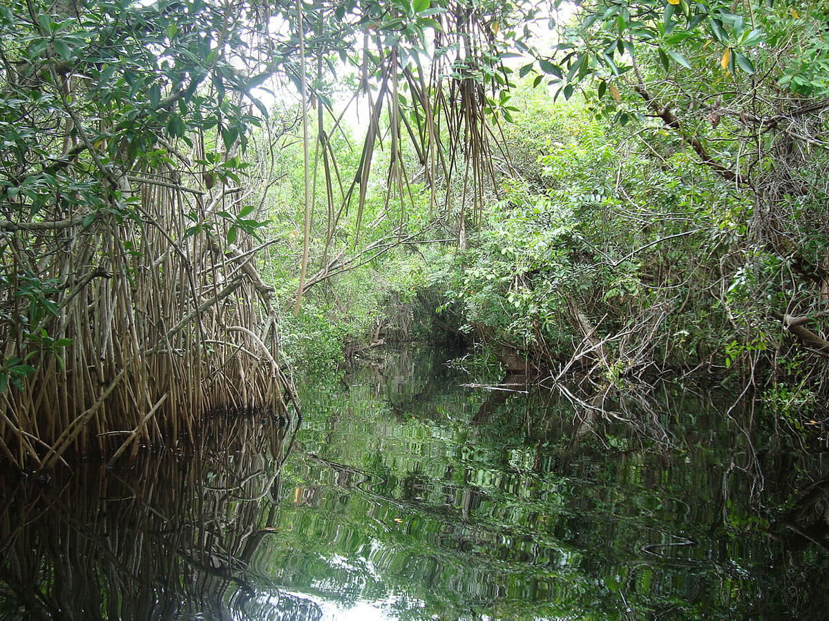 Pantanos de Centla Biosphere Reserve: Mexico's Wetland Haven | LAC Geo