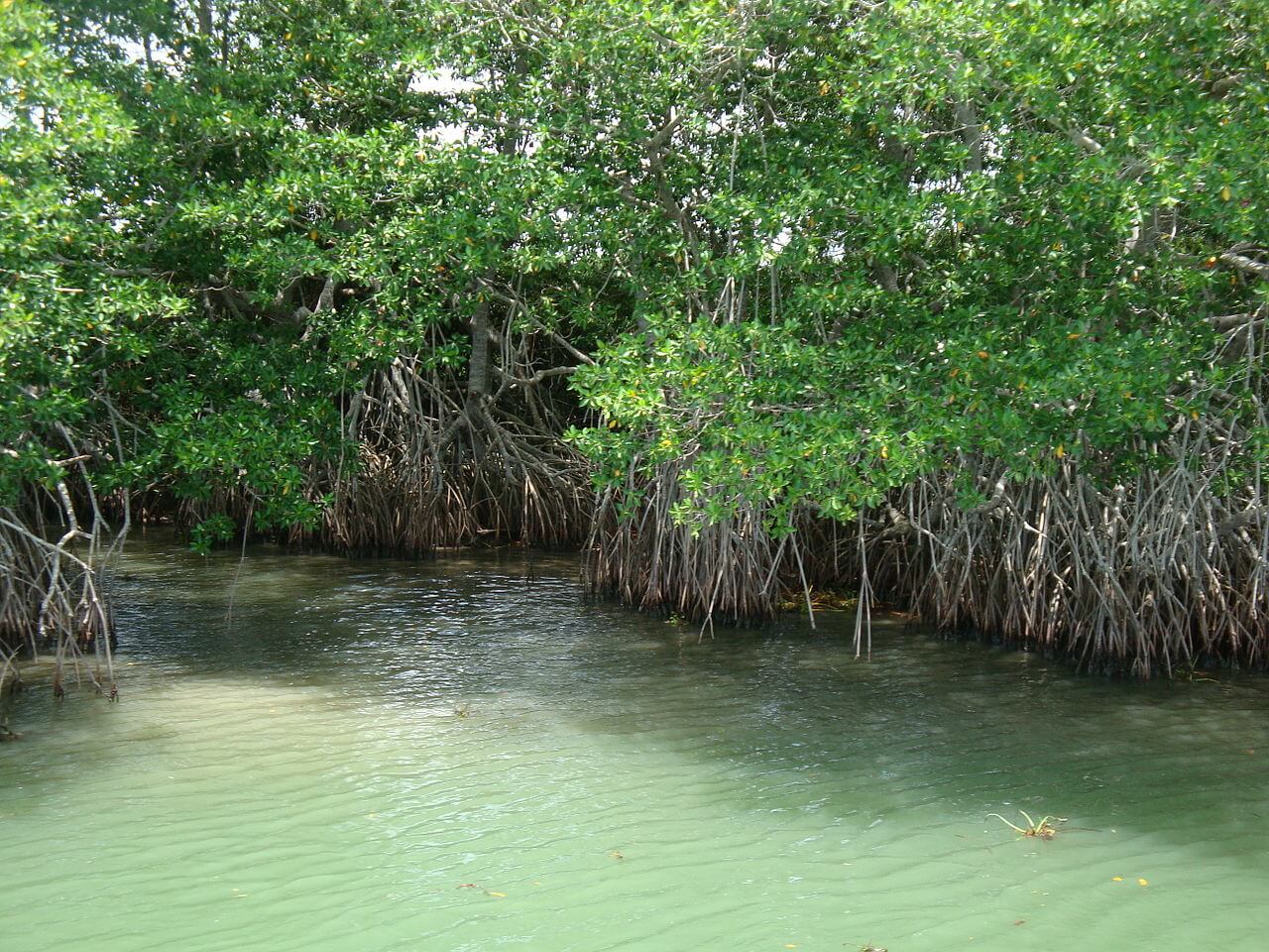 The Pantanos de Centla: A Vital Biological Corridor in Southern Mexico ...