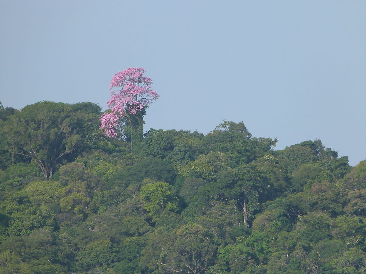 Guiana Amazonian Park: A Jewel of Biodiversity & Cultural Heritage ...