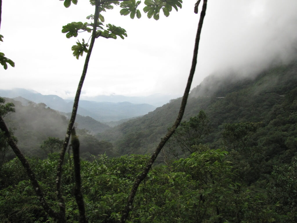 Brazil's Emerald Necklace: The Serra do Mar Coastal Forests | LAC Geo