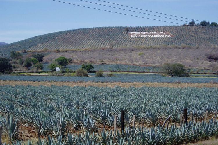 The Agave Region of Mexico: A Cultural and Botanical Marvel | LAC Geo