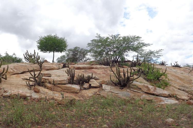 The Caatinga: South America's Vast Dry Forest | LAC Geo