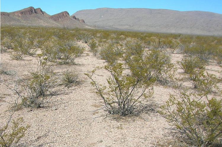 The Chihuahuan Desert: Discovering its Rich Landscape | LAC Geo