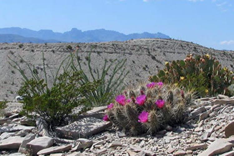 Mapimí Biosphere Reserve: A Desert Sanctuary in Northern Mexico | LAC Geo