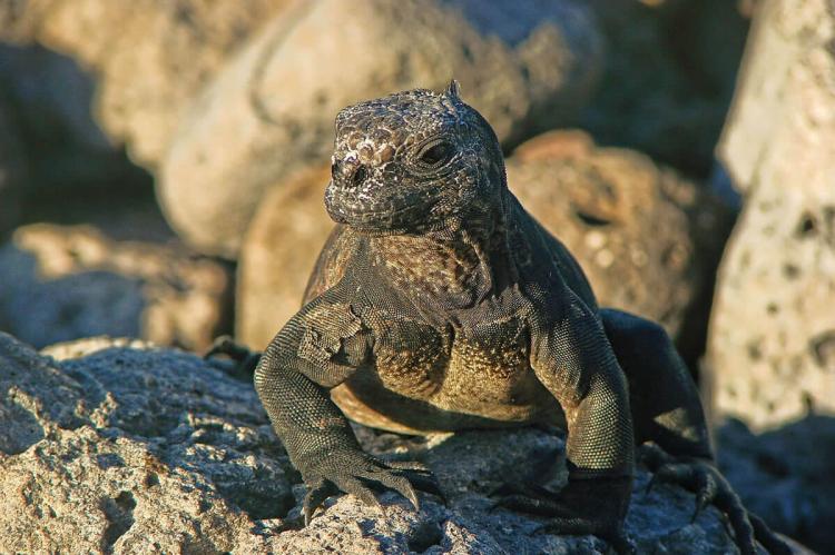 Conserving the Galápagos: Protected Areas & Their Impact | LAC Geo