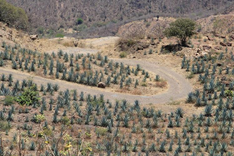 The Agave Region of Mexico: A Cultural and Botanical Marvel | LAC Geo