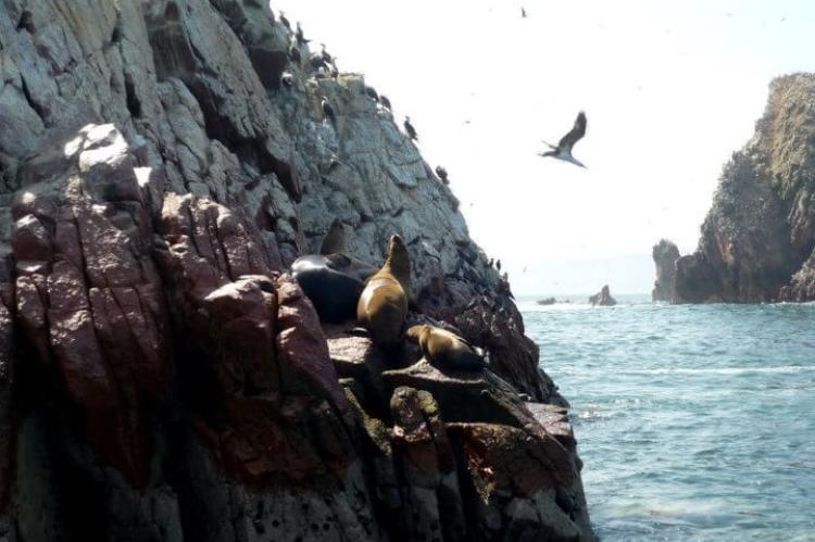 The Guano Reserve System: A Haven Along Peru's Coast | LAC Geo