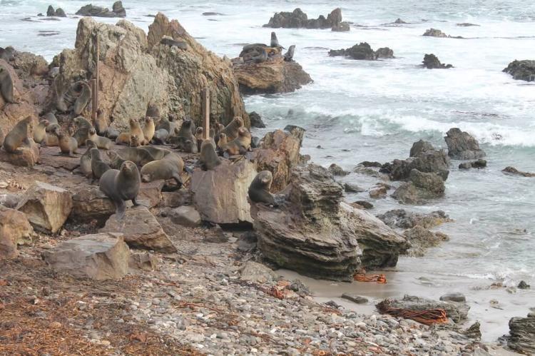 The Guano Reserve System: A Haven Along Peru's Coast | LAC Geo