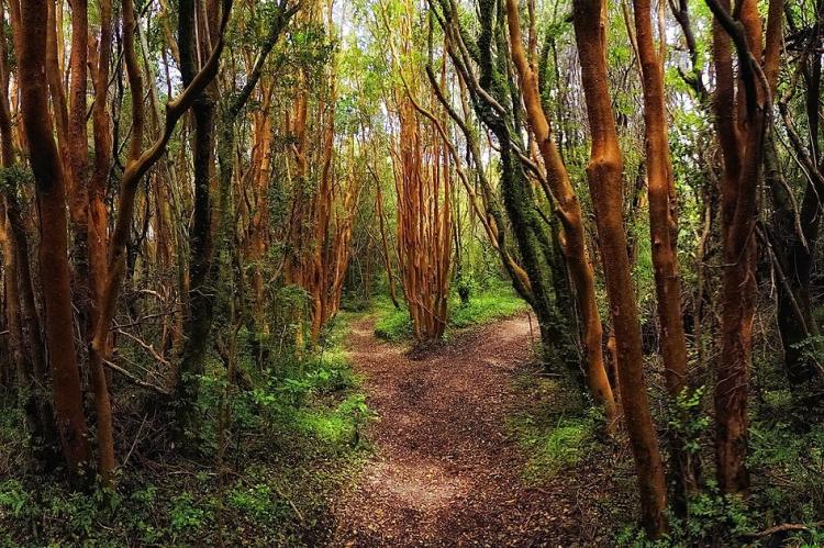 Chiloé National Park: Biodiversity & Beauty on Chiloé Island | LAC Geo