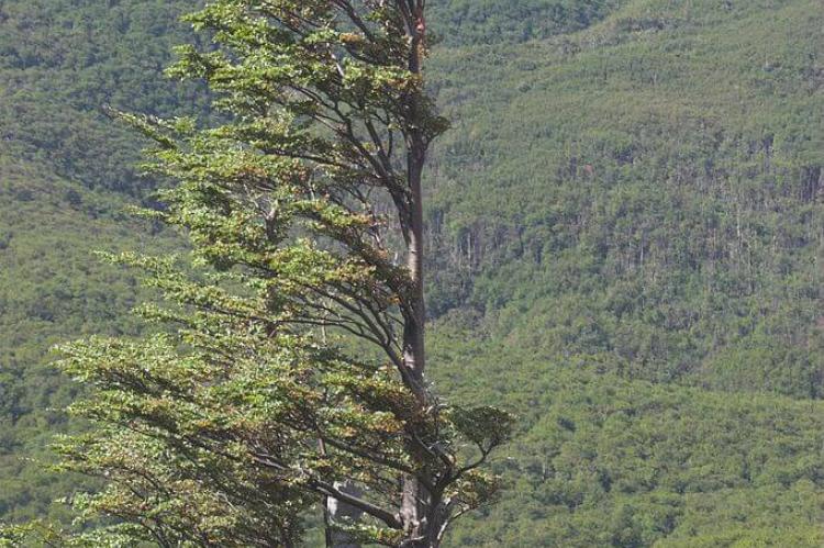 The Andean Patagonian Forest: A Haven of Biodiversity | LAC Geo