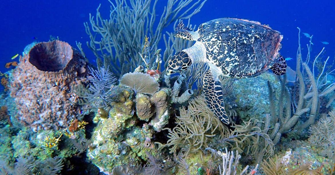 Belize Barrier Reef: A Jewel of Ecological Diversity | LAC Geo