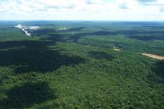 Beneath the Canopy: Exploring Brazil's Araucaria Moist Forests | LAC Geo
