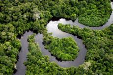 The Amazon Rainforest: A Verdant Tapestry of Life | LAC Geo