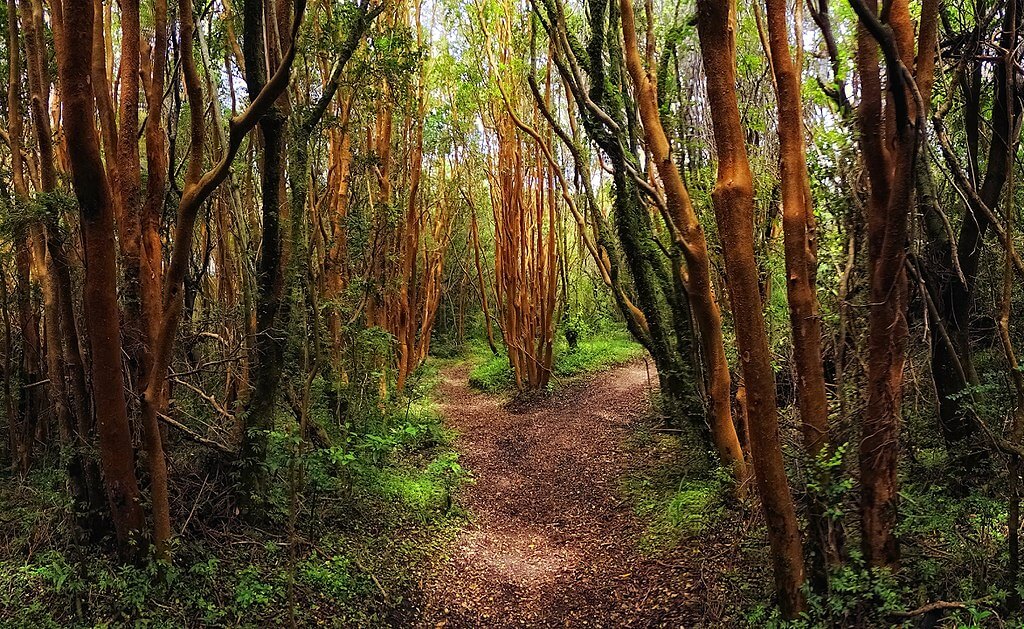 Chiloé National Park: Biodiversity & Beauty on Chiloé Island | LAC Geo