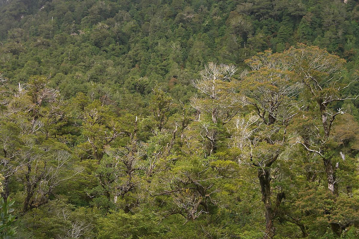 Bosques Templados Lluviosos: Preserving Chile's Natural Heritage | LAC Geo