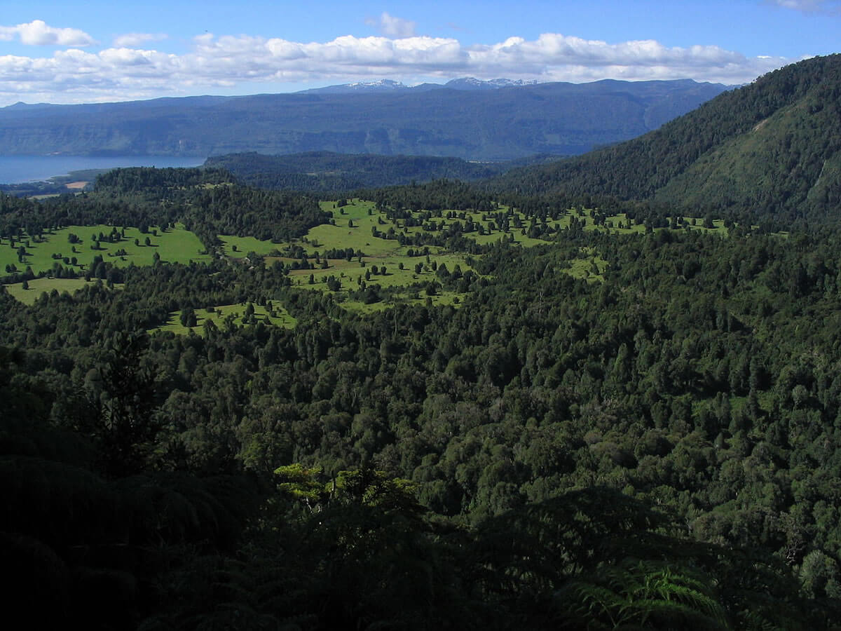 Bosques Templados Lluviosos: Preserving Chile's Natural Heritage | LAC Geo