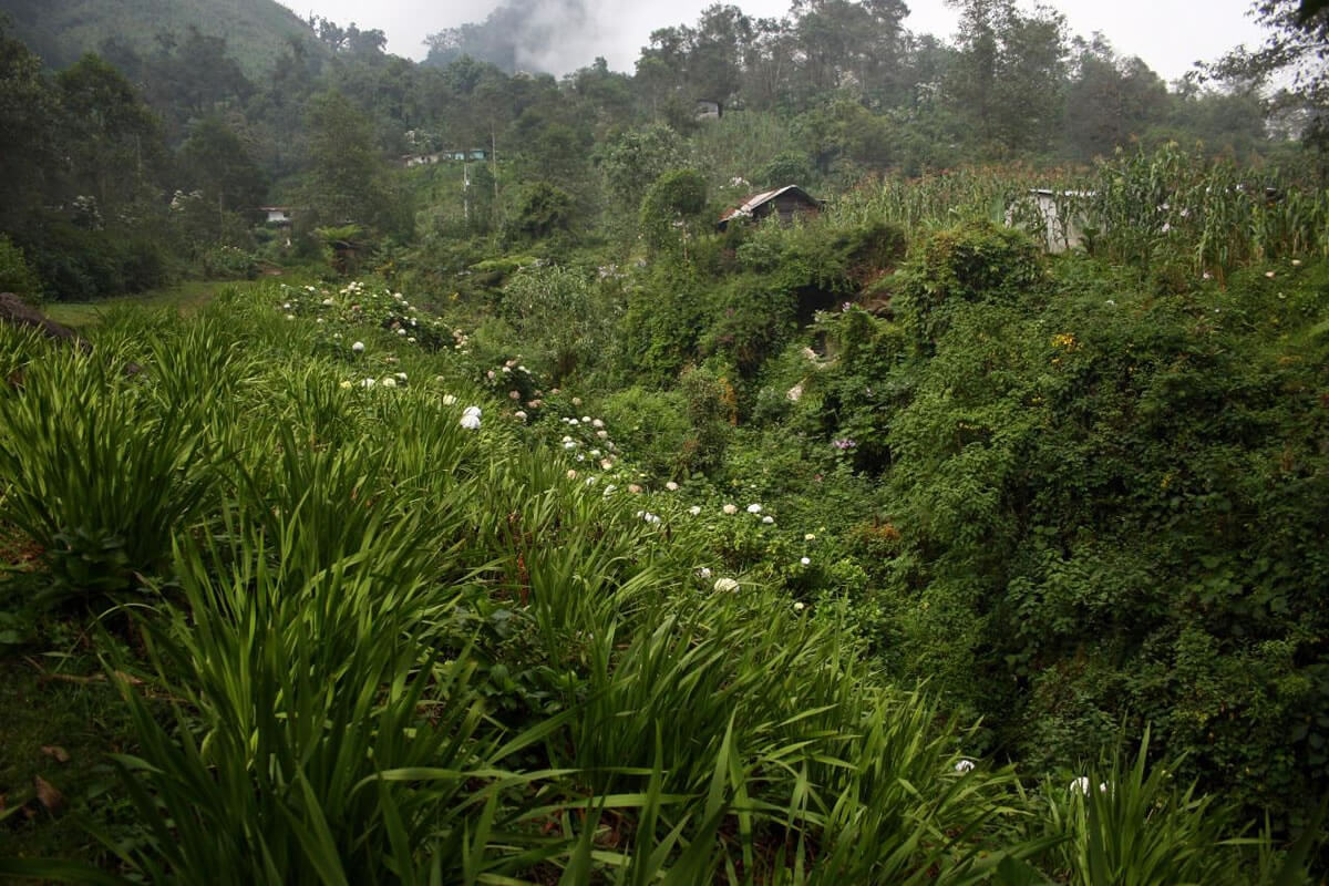 Volcán Tacaná: A Biodiversity Haven in Chiapas | LAC Geo