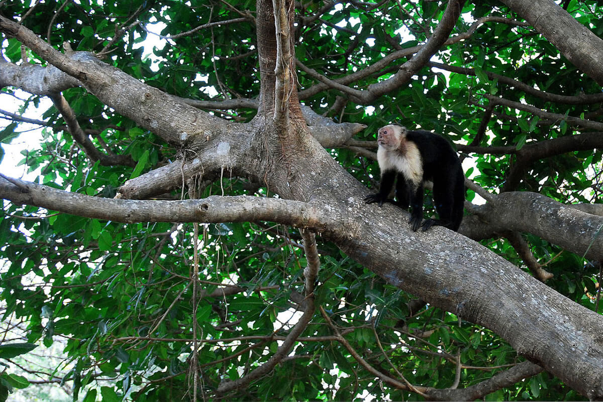 The Guanacaste Conservation Area: Costa Rica's Ecological Masterpiece ...